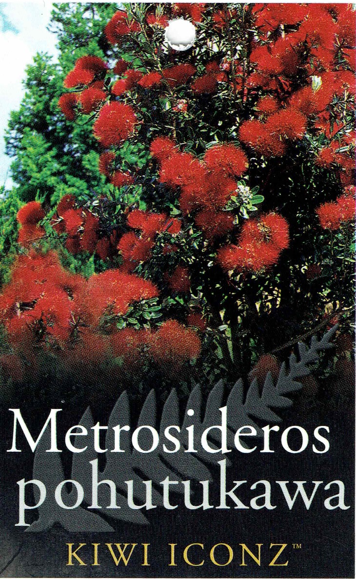 Metrosideros excelsa - Pohutukawa - Blerick Tree Farm