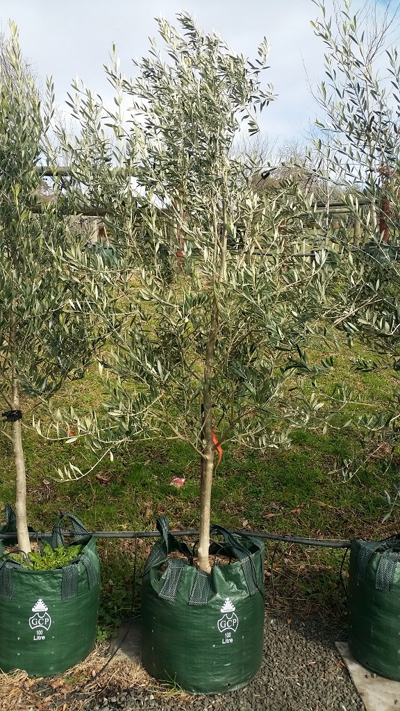 Olive - Manzanillo - Blerick Tree Farm