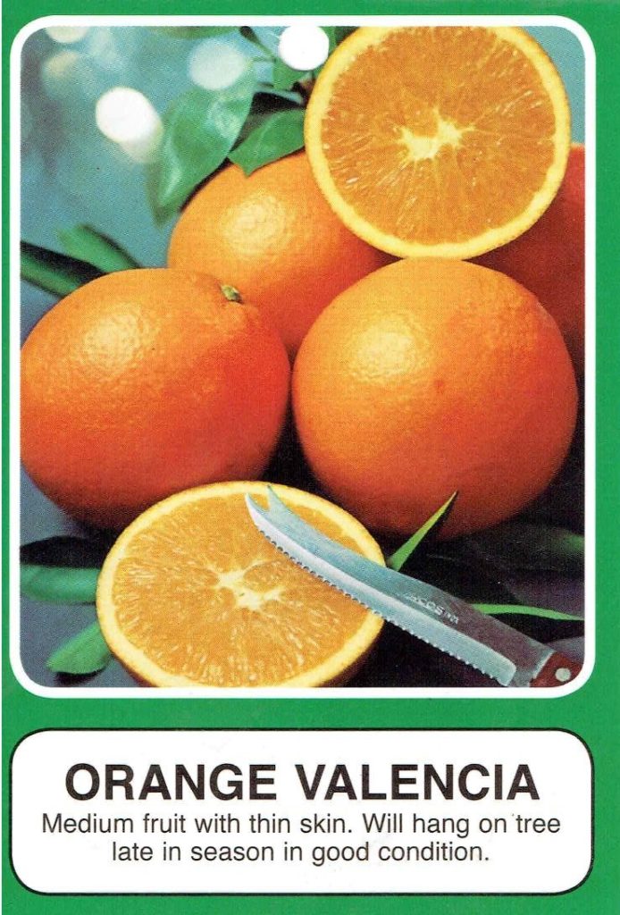 Orange - Valencia - Blerick Tree Farm