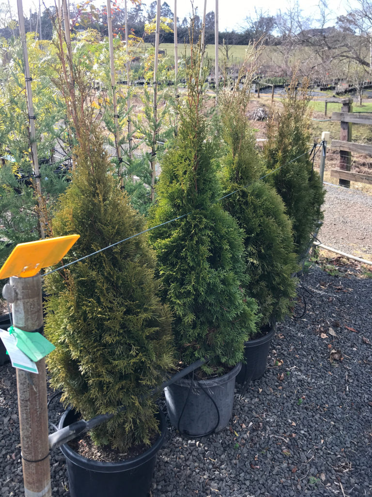 Smaragd conifer | Thuja occidentalis | Conifer Trees | Blerick Tree Farm