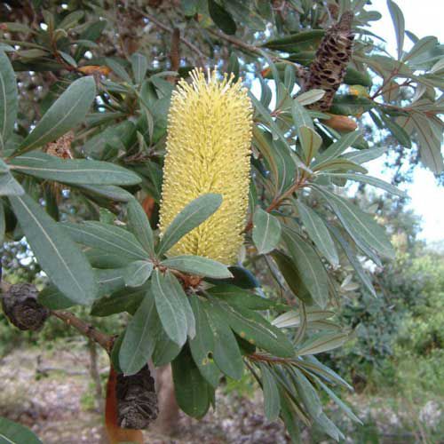 Banksia integrifolia - Coastal Banksia - Blerick Tree Farm