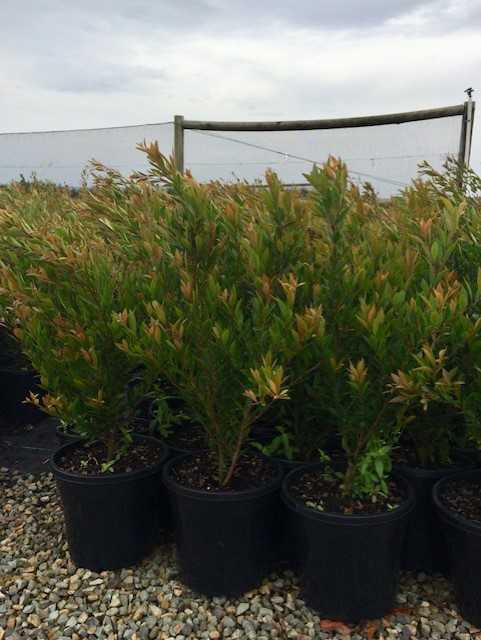 Acmena Smithii minor - Neigbours Be Gone - Great hedging & screening