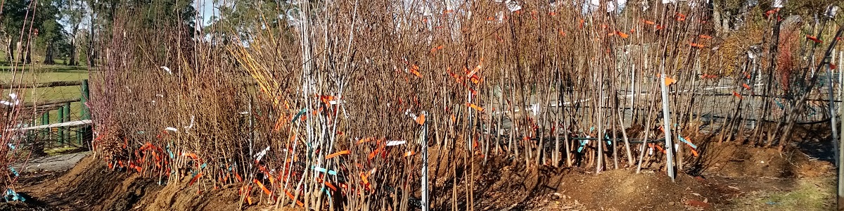 Advanced trees delivered to your door. Browse our range in-store or online