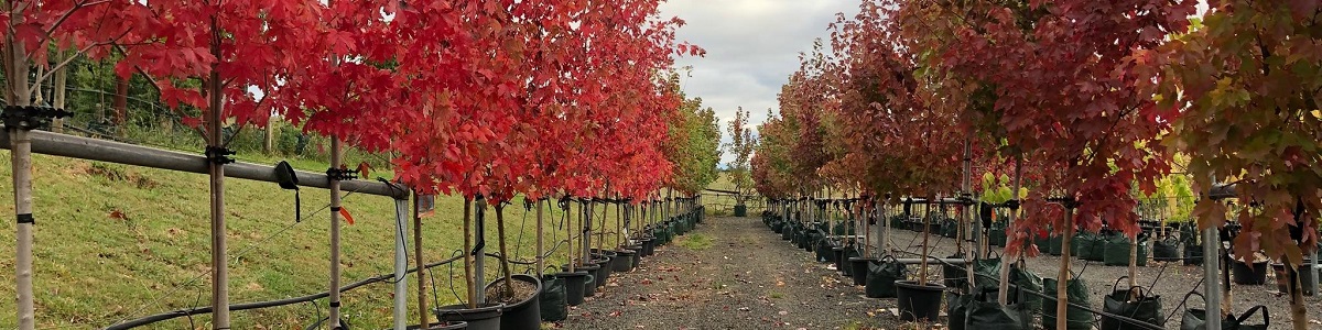 Advanced trees delivered to your door. Browse our range in-store or online