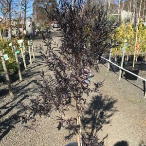 Australian Native Trees - Blerick Tree Farm