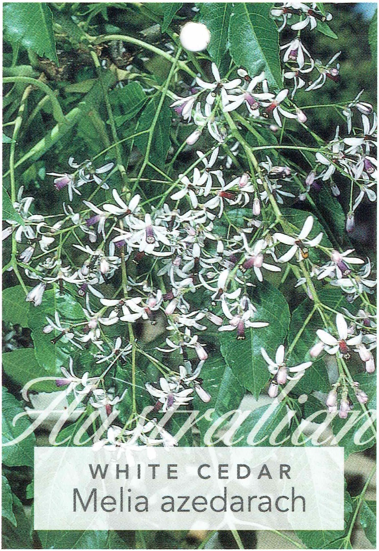 Melia azedarach - White Cedar - Blerick Tree Farm