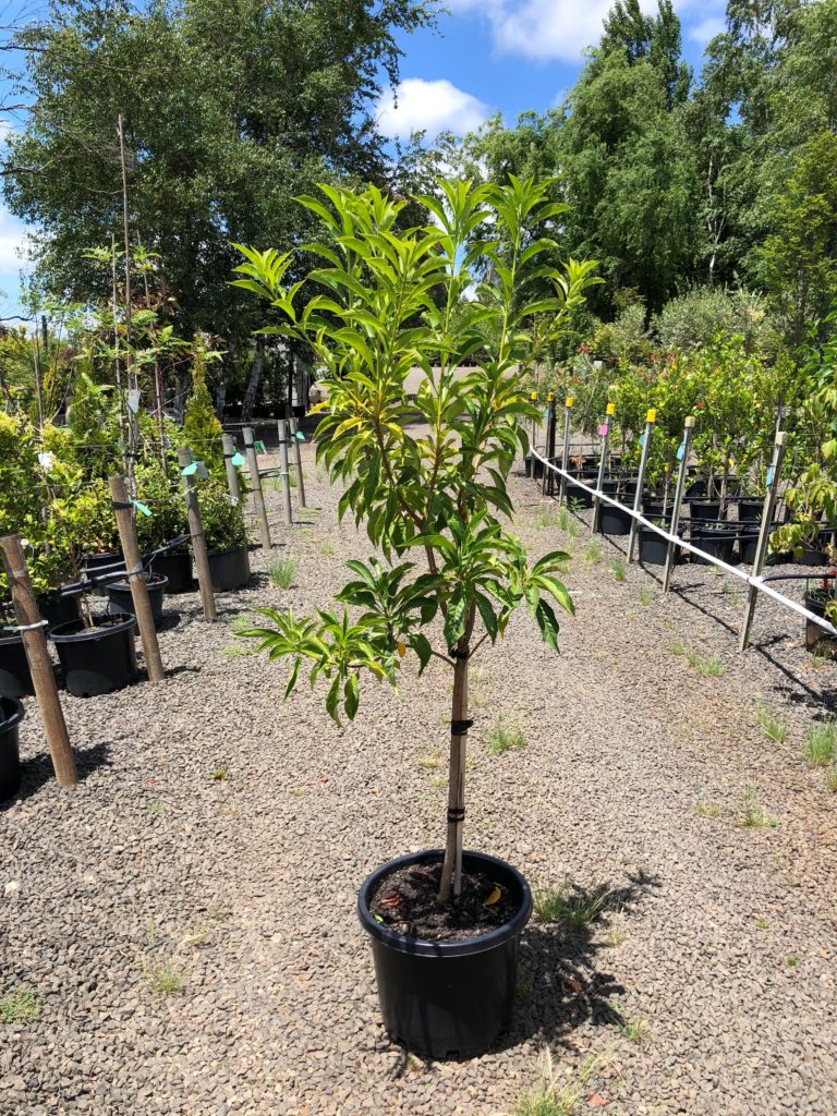 Hymenosporum flavum - Native Frangipani - Blerick Tree Farm