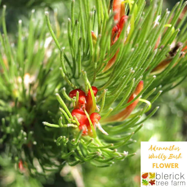Adenanthos sericeus - Woolly Bush Dwarf - Blerick Tree Farm