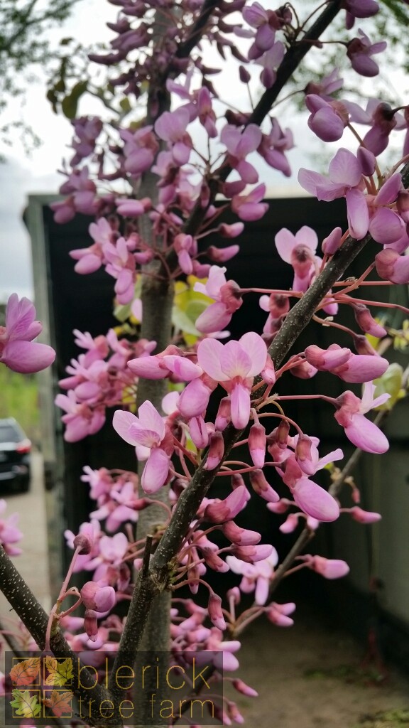 Cercis siliquastrum - Judas Tree - Blerick Tree Farm