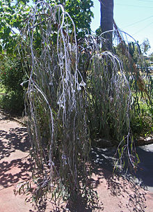 Eucalyptus caesia 'Silver Princess' - Blerick Tree Farm