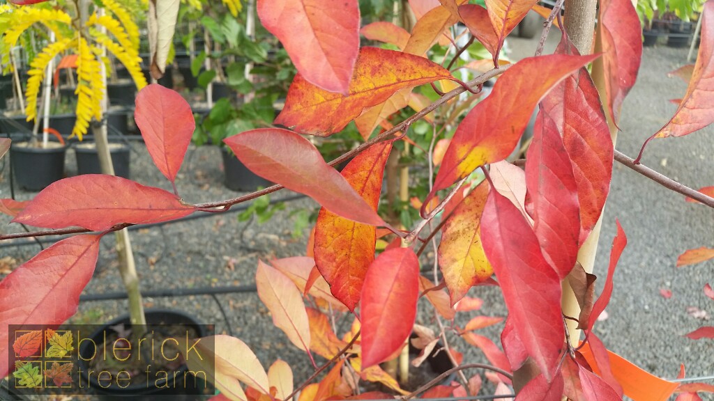 Nyssa sylvatica - Black Tupelo - Blerick Tree Farm