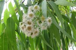 Browse by Variety Archives - Blerick Tree Farm