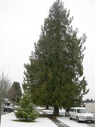 Trees for Sale | View our range | Shop Online | Blerick Tree Farm