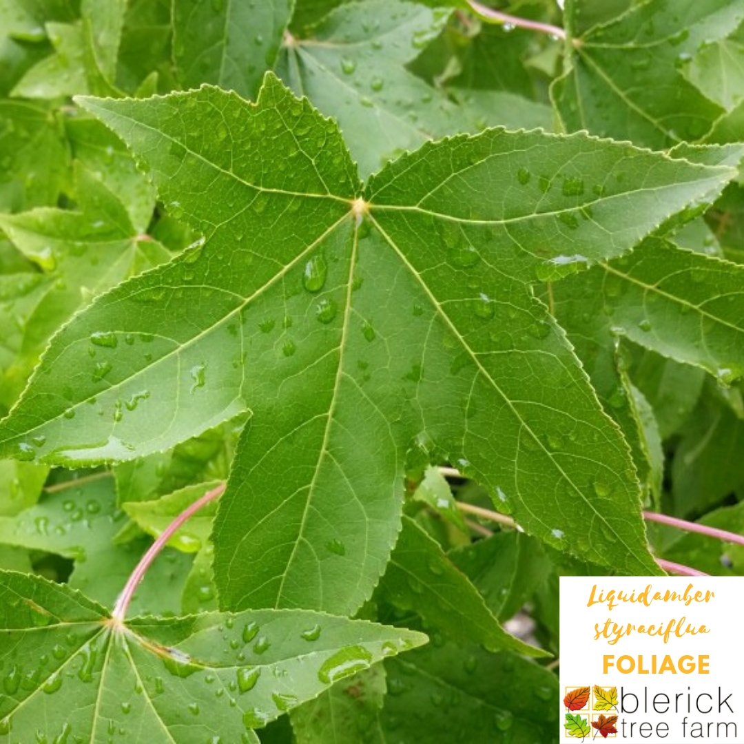 Liquidamber styraciflua - Sweetgum - Blerick Tree Farm
