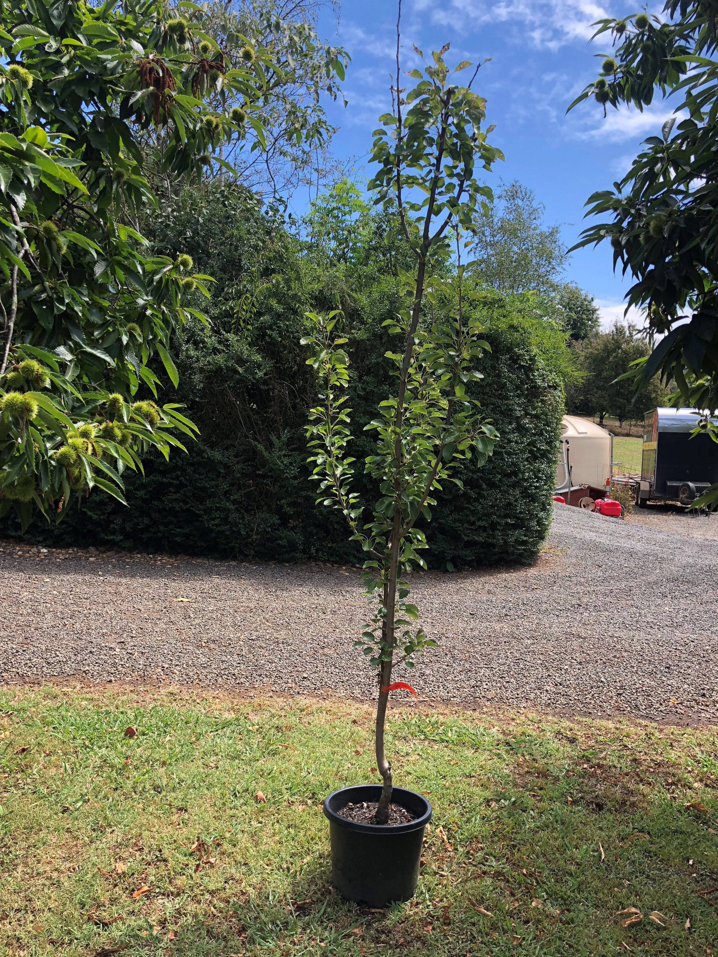 Pear - Paradise Mini Pear - Blerick Tree Farm