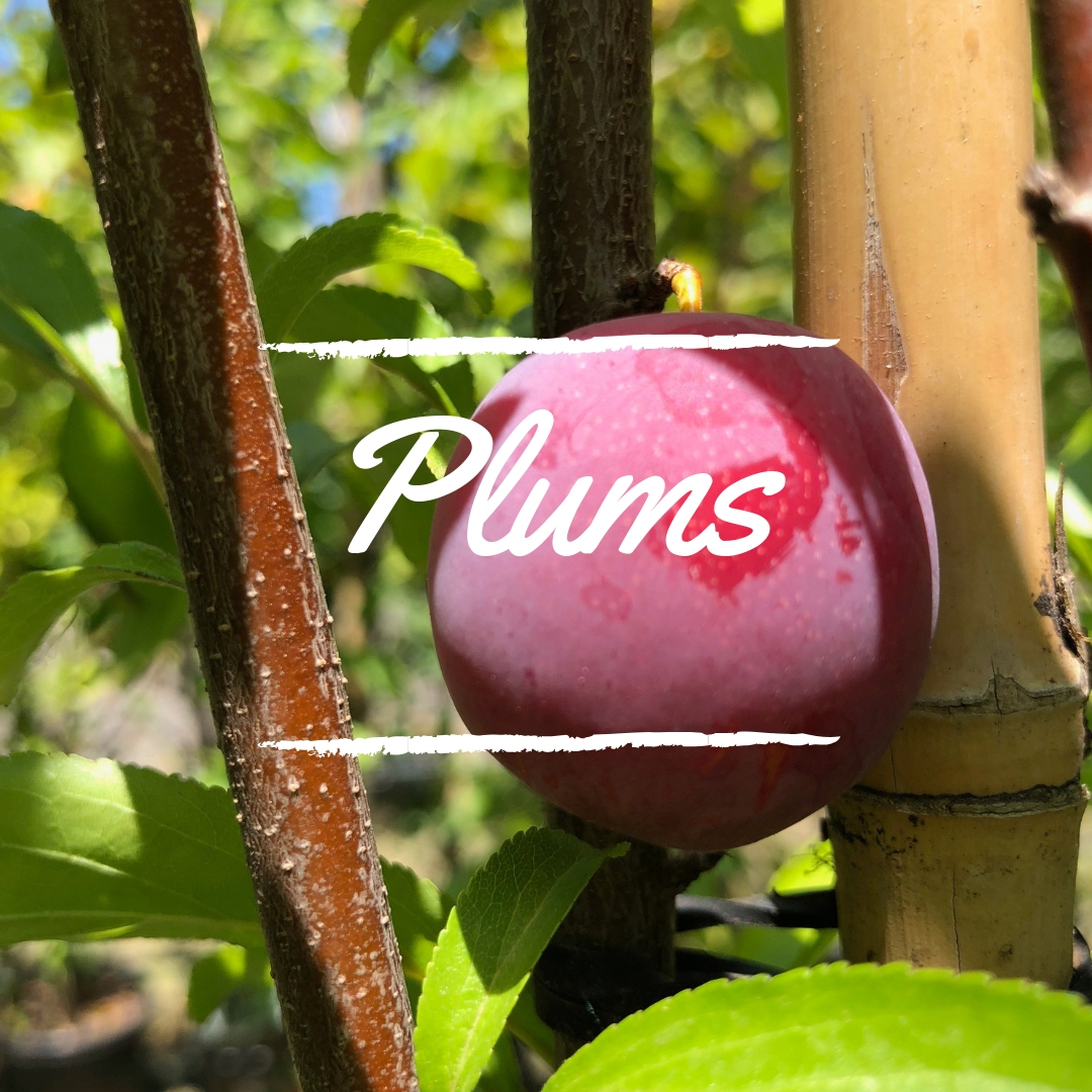 Fruit Archives - Blerick Tree Farm