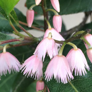 Australian Native Trees - Blerick Tree Farm