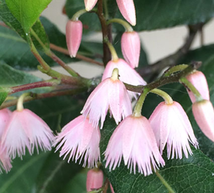 Elaeocarpus reticulatus - Blueberry Ash - Blerick Tree Farm