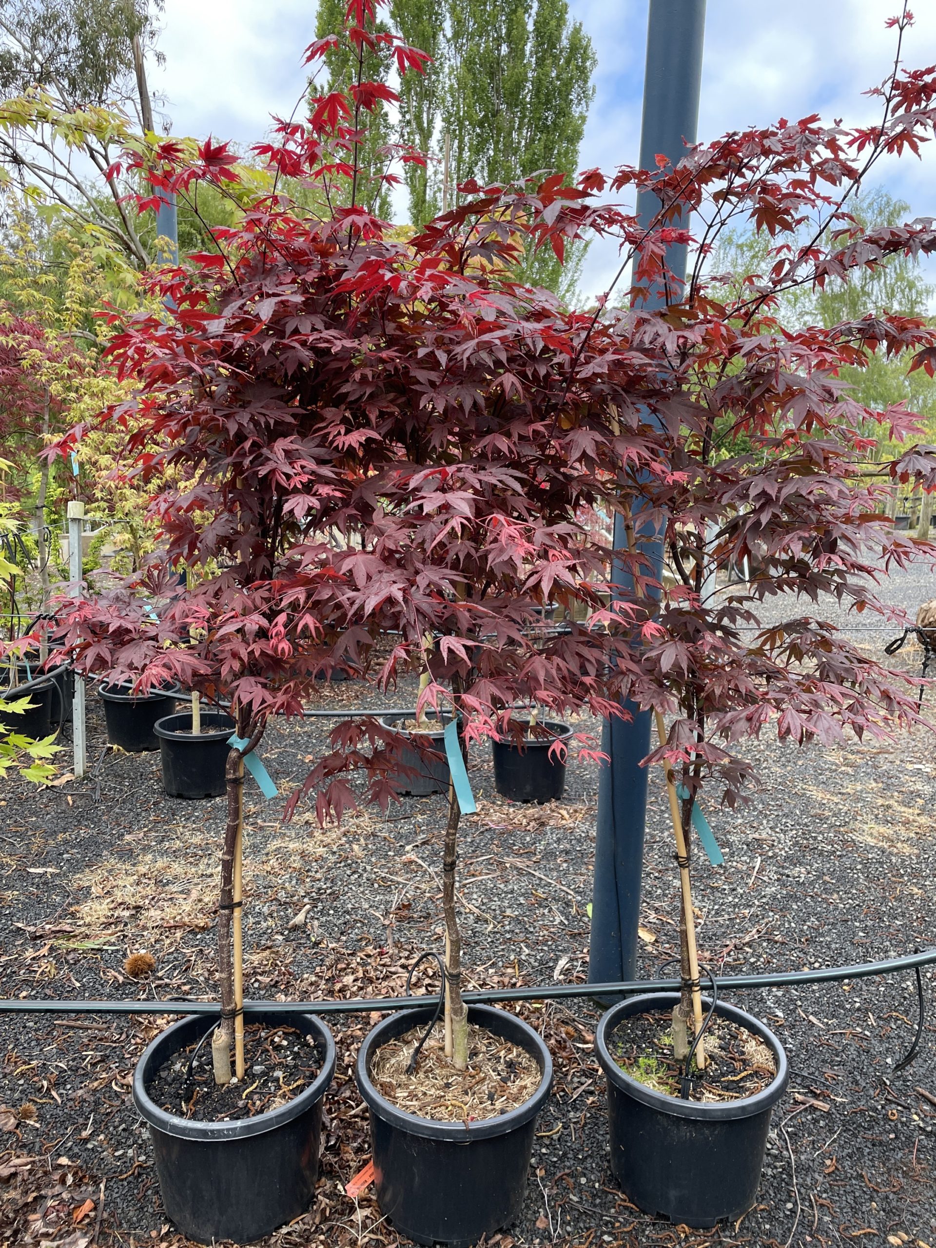 Acer palmatum 'Bloodgood' - Blerick Tree Farm