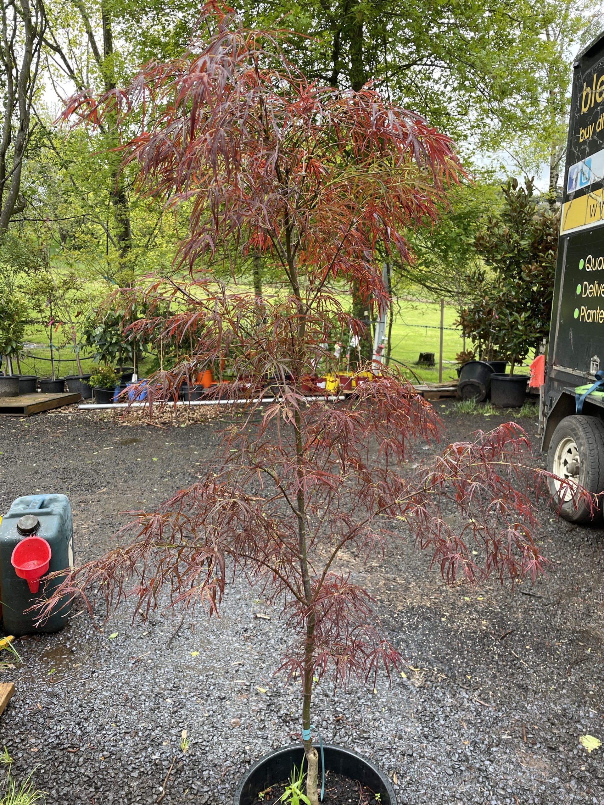 Acer palmatum - Red Pygmy - Blerick Tree Farm