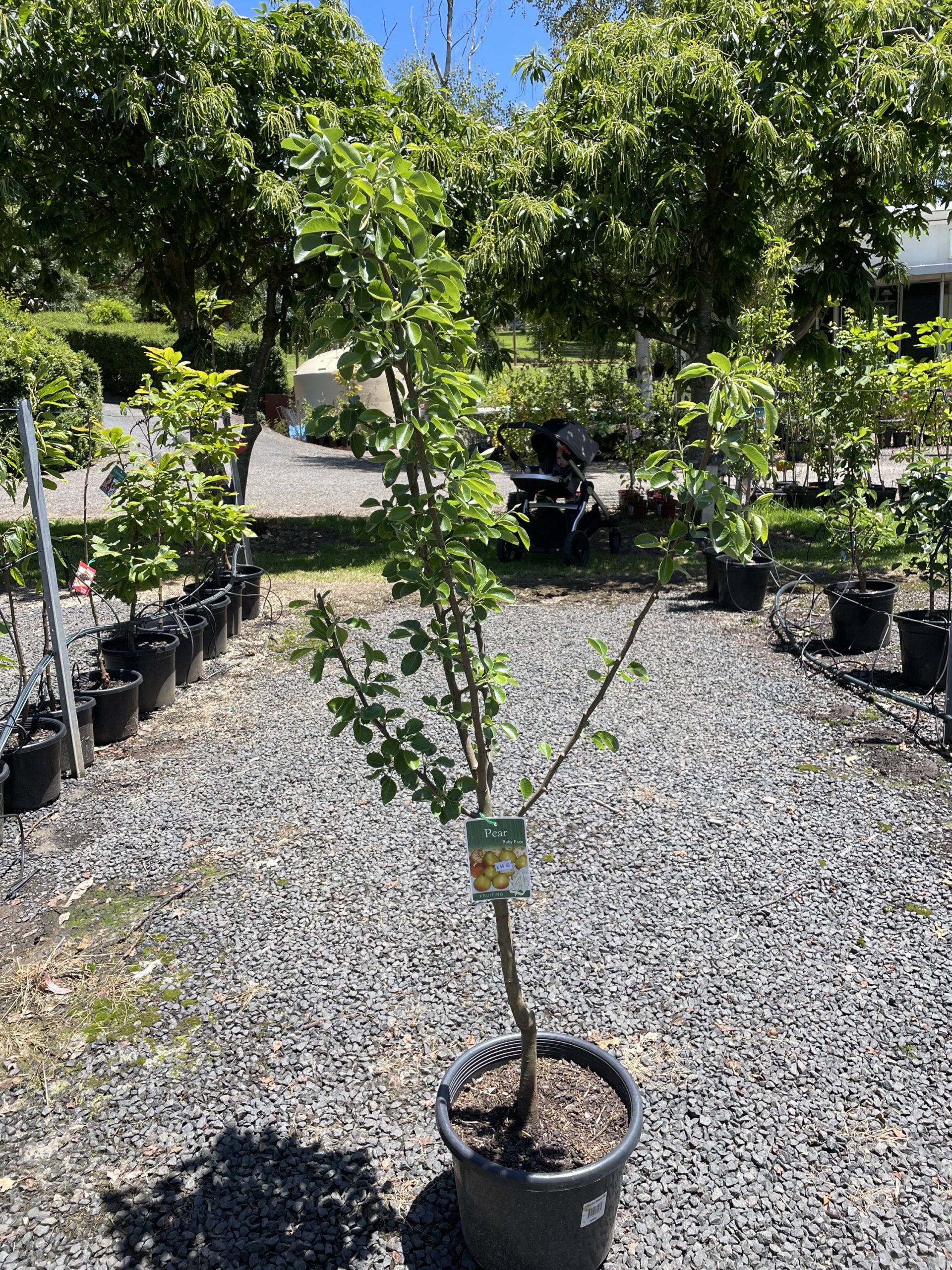 Pear – Baby Face - Blerick Tree Farm