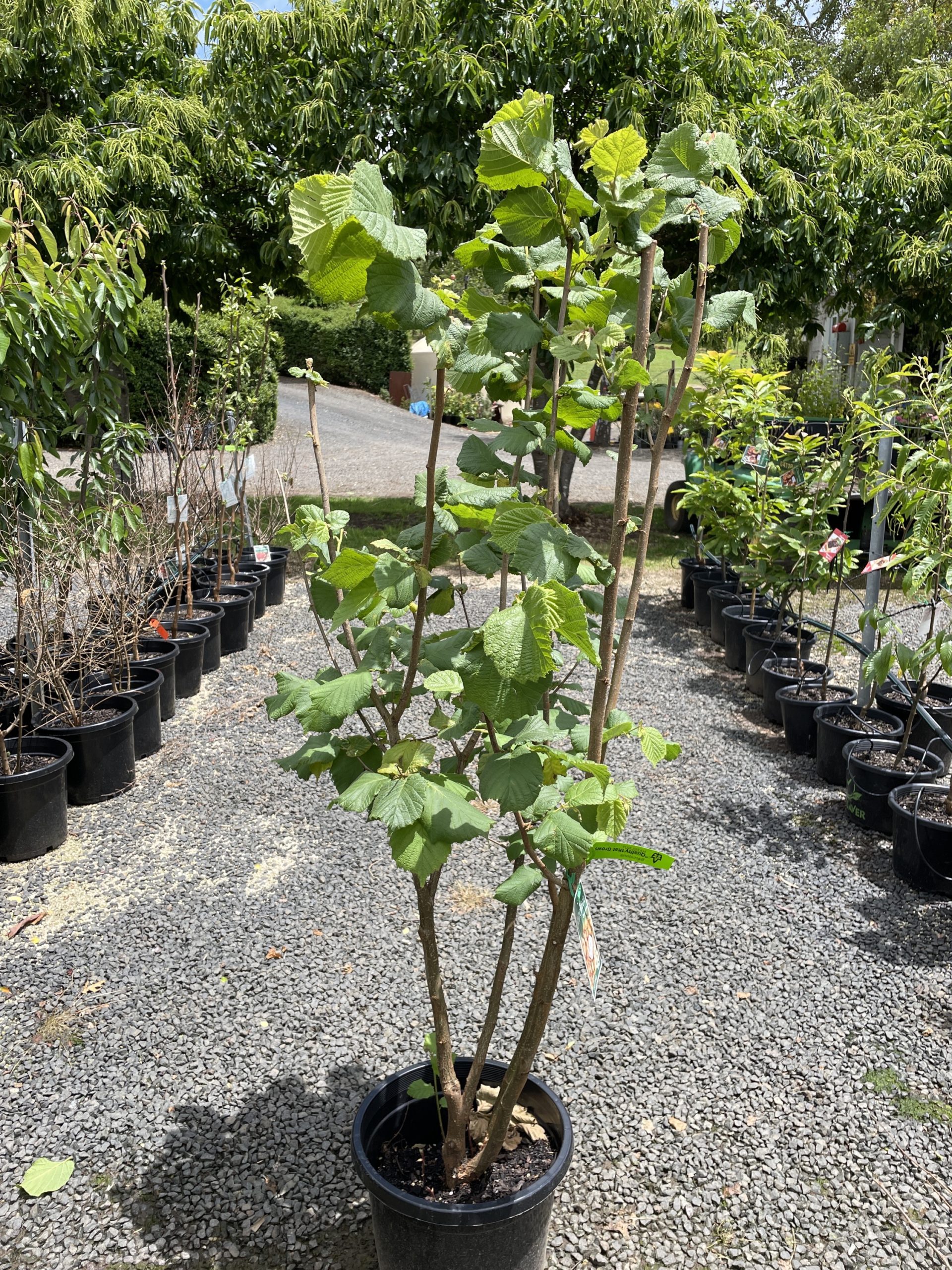 Hazelnut - Barcelona - Blerick Tree Farm
