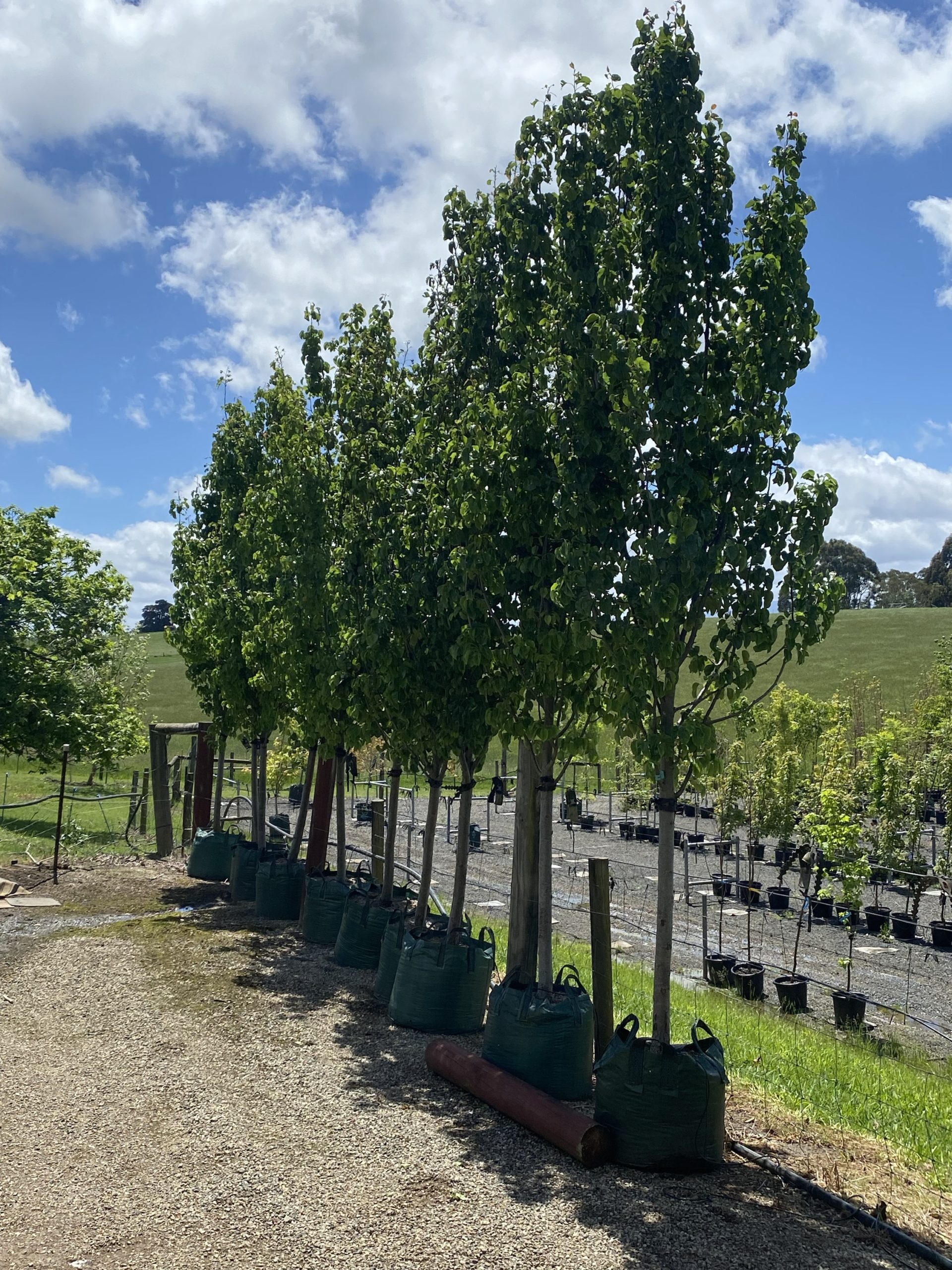 Pyrus calleryana - Capital - Blerick Tree Farm