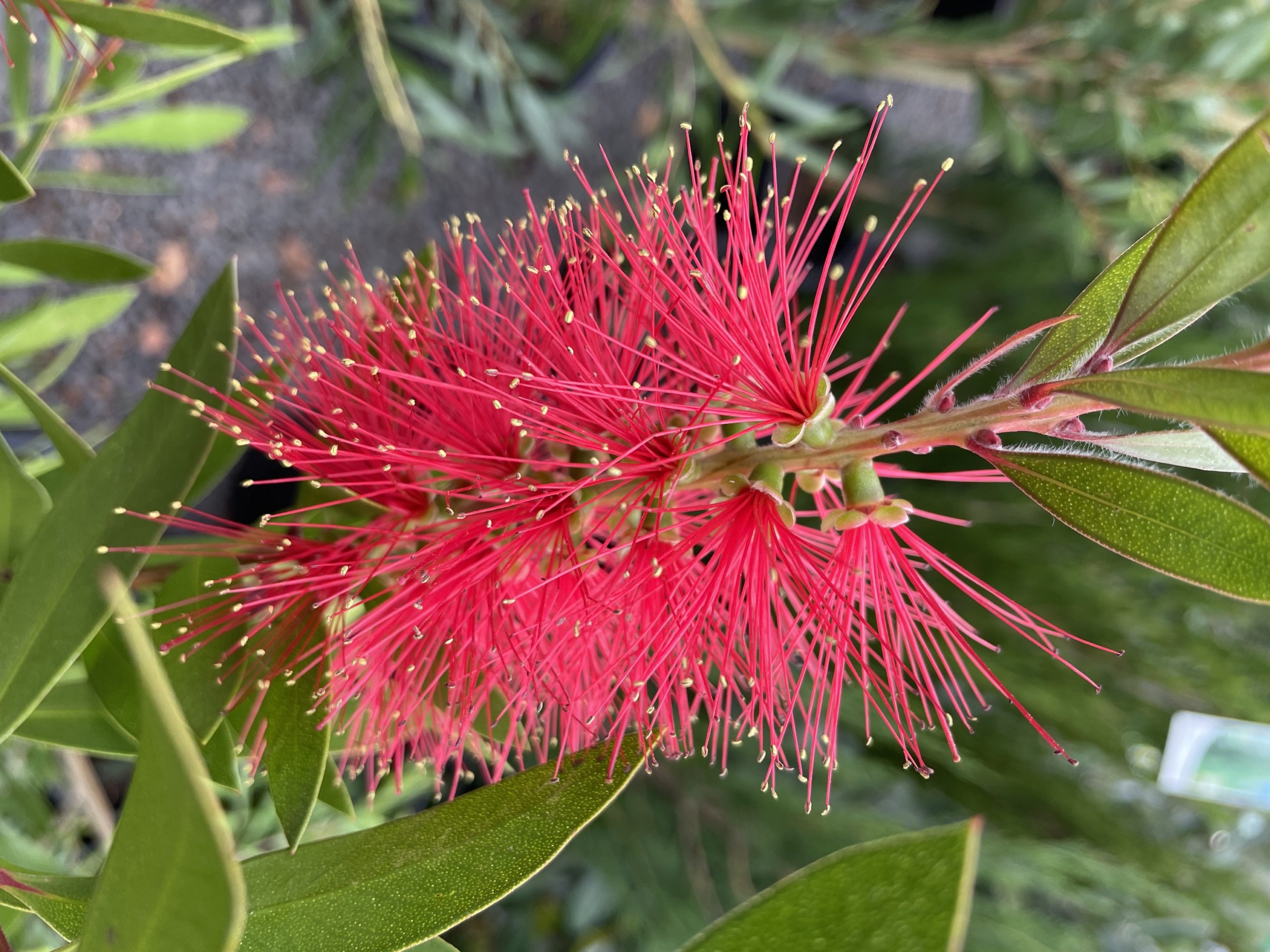 Callistemon citrinus 'Endeavour' - Blerick Tree Farm