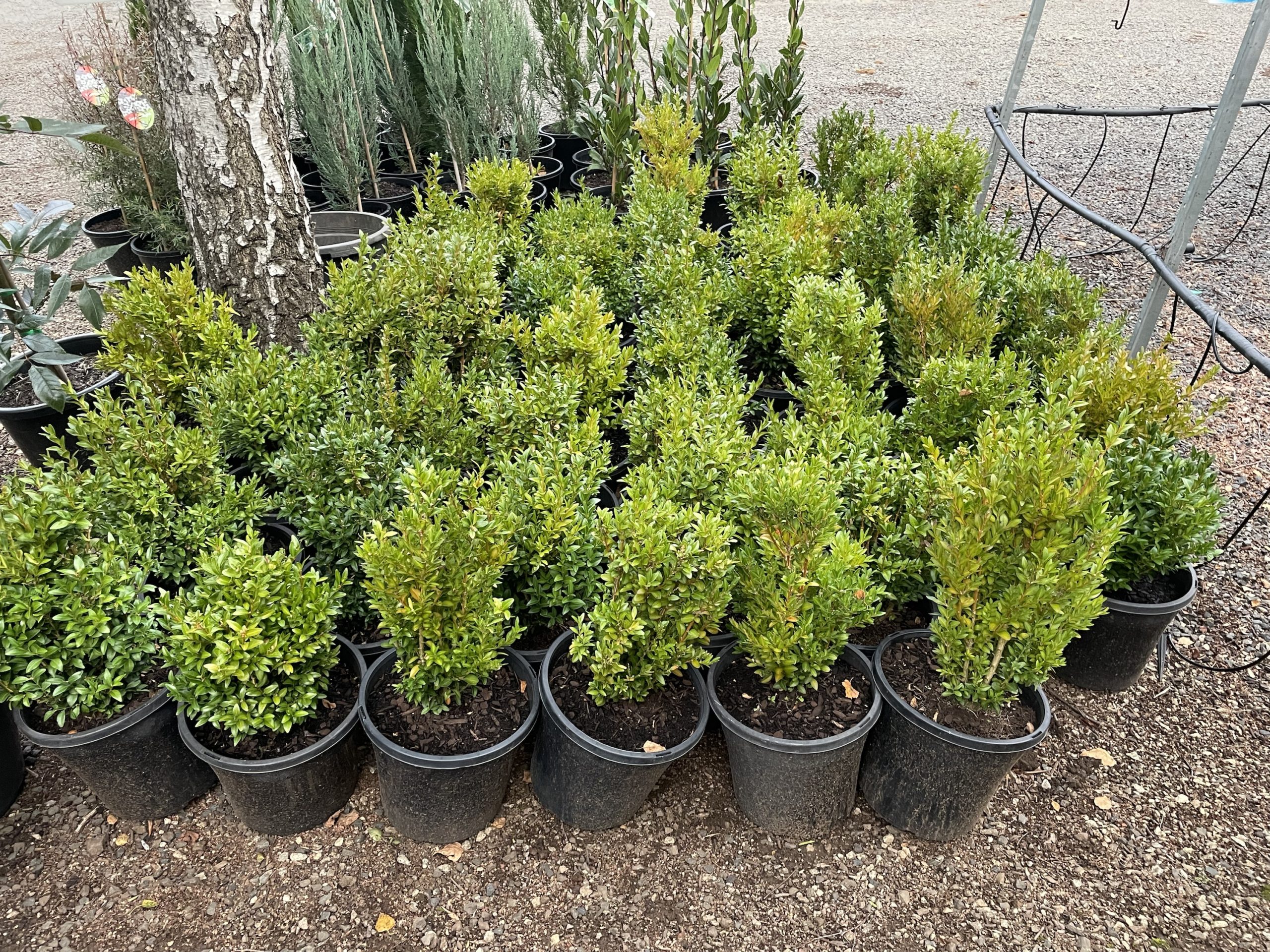 Buxus sempervirens - English Box - Blerick Tree Farm