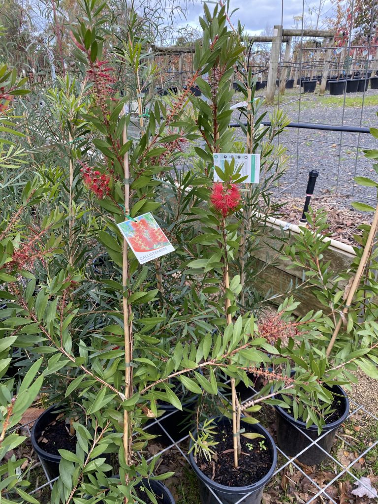 Callistemon citrinus 'Endeavour' - Blerick Tree Farm