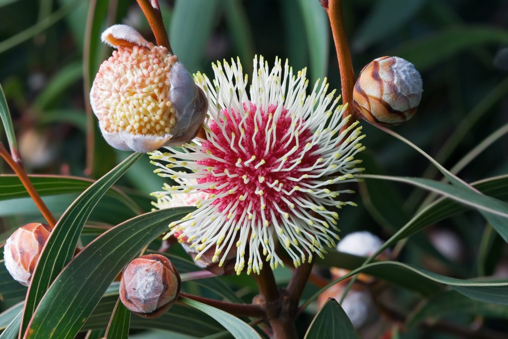Hakea laurina - Pin Cushion Hakea - Blerick Tree Farm