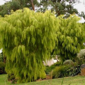 Australian Native Trees - Blerick Tree Farm