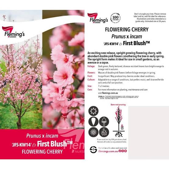 Prunus x incam 'JFS-KW14' First Blush - Blerick Tree Farm