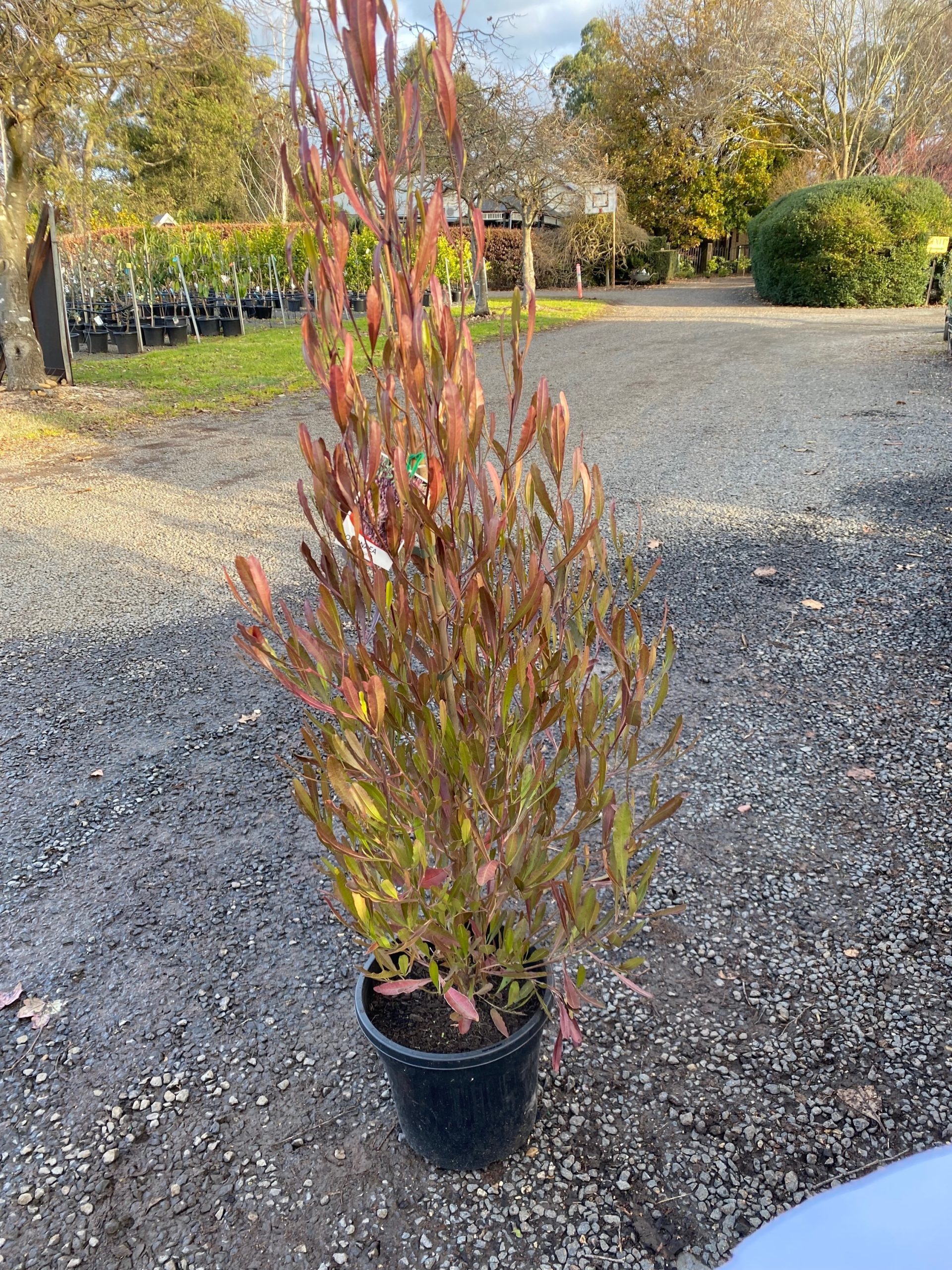Dodonea viscosa purpurea - Purple Hop Bush - Blerick Tree Farm