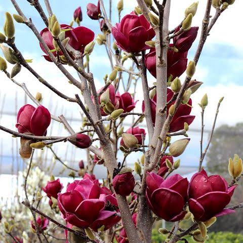 Magnolia - Genie - Blerick Tree Farm