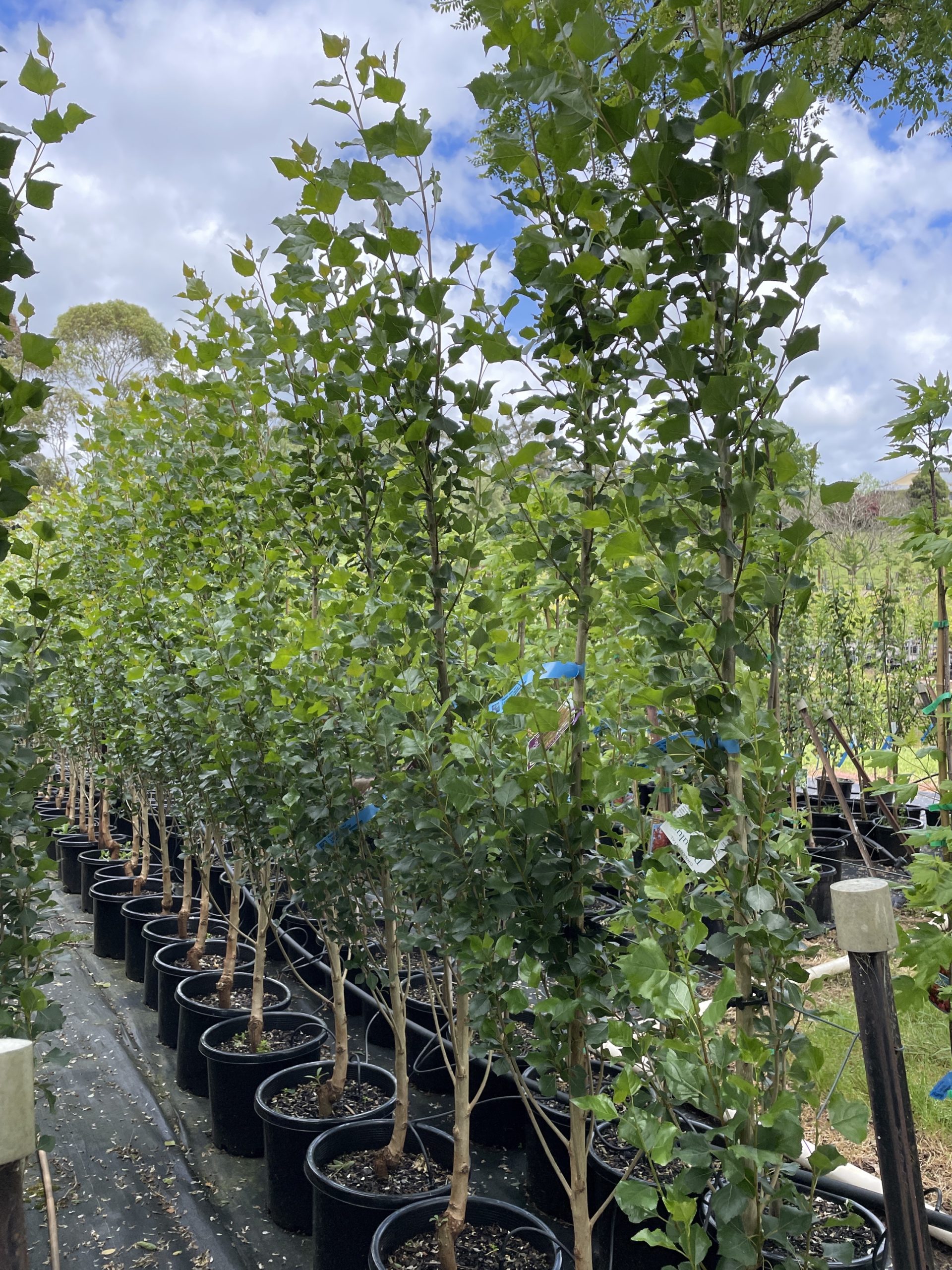 Populus nigra italica - Lombardy Poplar - Blerick Tree Farm