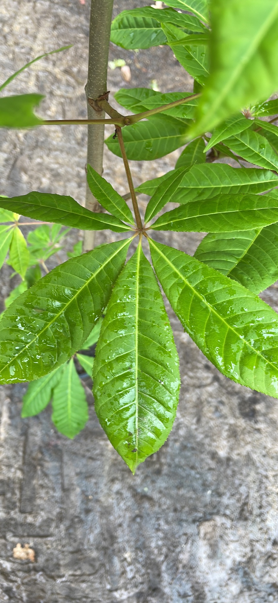 Aesculus indica - Indian Horse Chestnut - Blerick Tree Farm