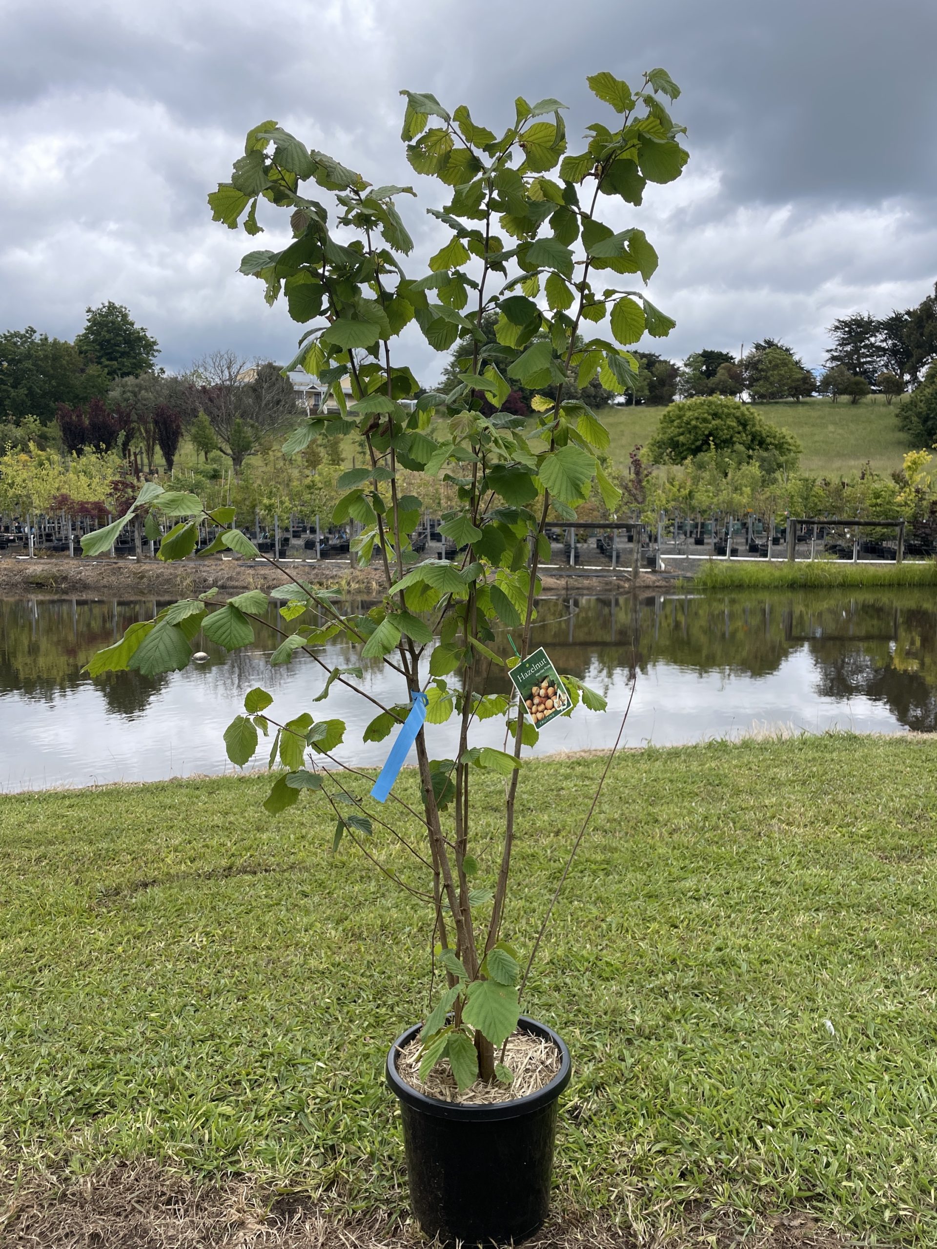Hazelnut - Wanliss Pride - Blerick Tree Farm
