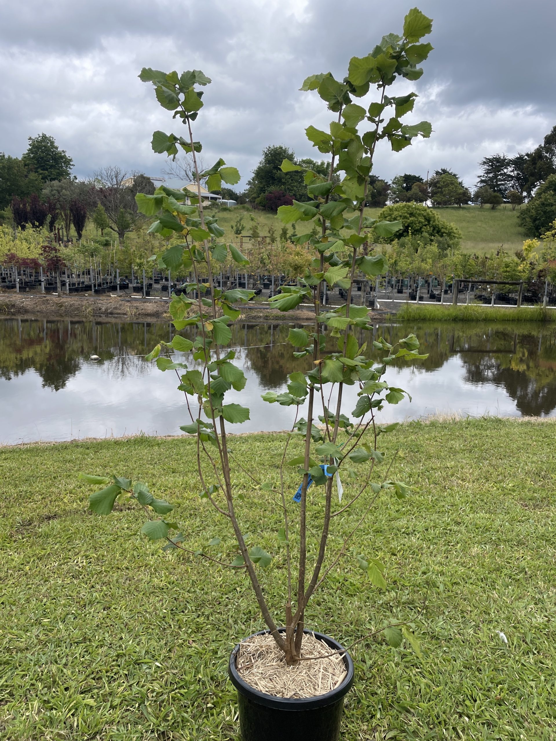 Hazelnut - Barcelona - Blerick Tree Farm