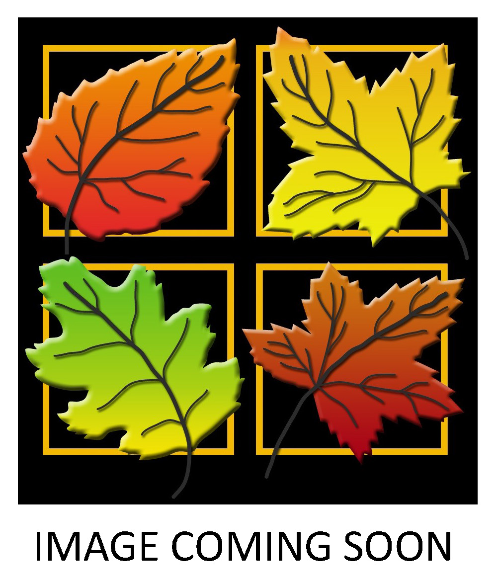 Populus simonii fastigiata - Simon Poplar - Blerick Tree Farm