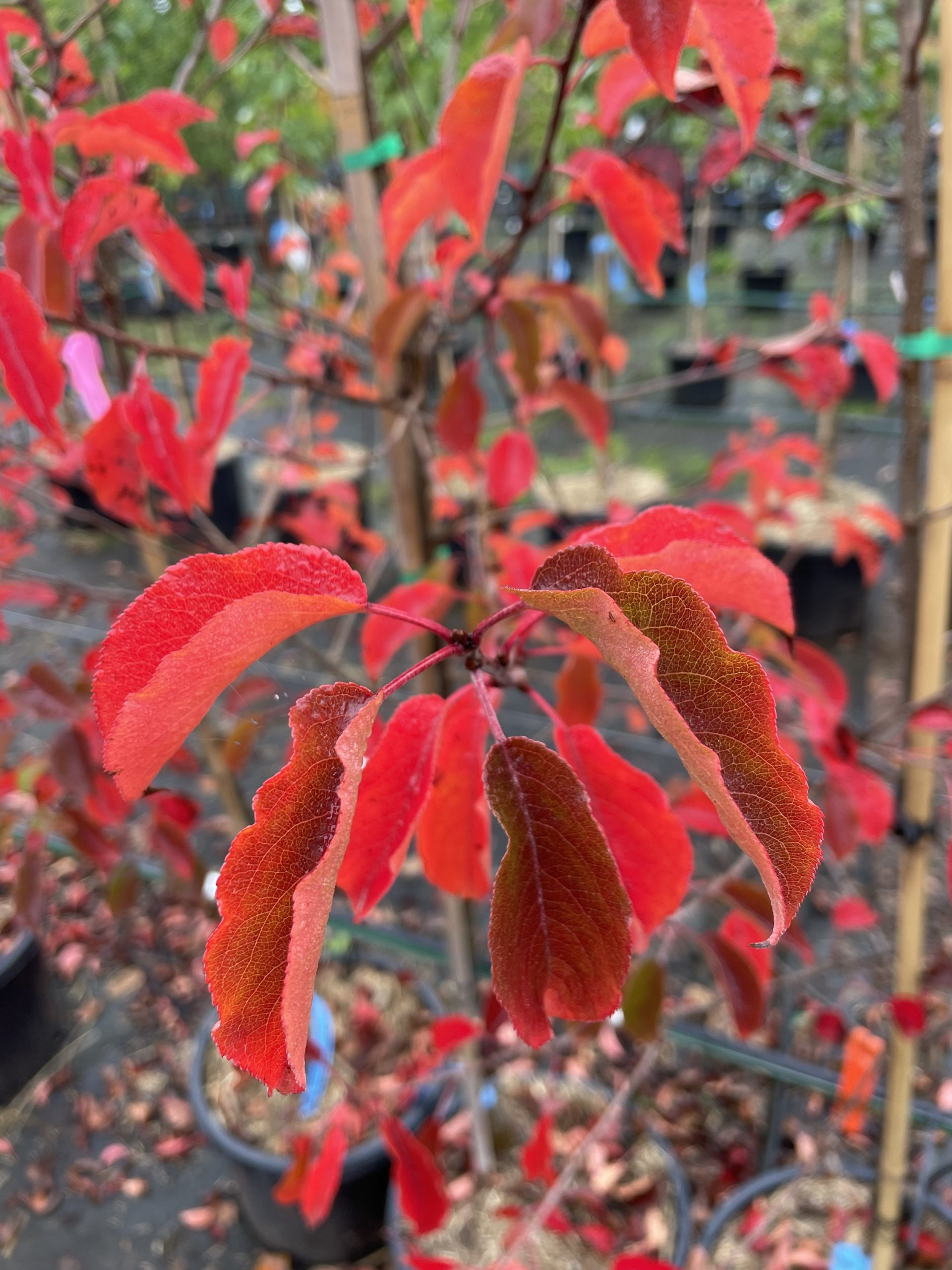 Pyrus fauriei - Korean Sun - Blerick Tree Farm