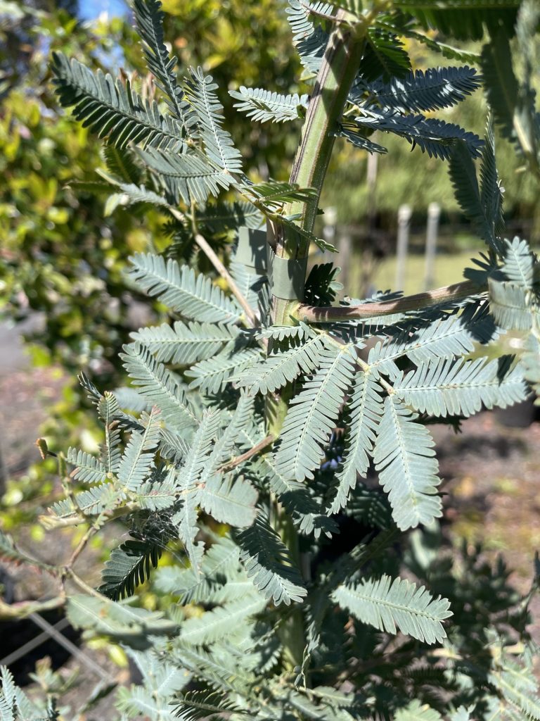 Acacia baileyana - Cootamundra wattle - Blerick Tree Farm