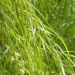 Lime Magik | Acacia cognata | Buy Trees Online | Blerick Tree Farm