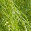 Lime Magik | Acacia cognata | Buy Trees Online | Blerick Tree Farm