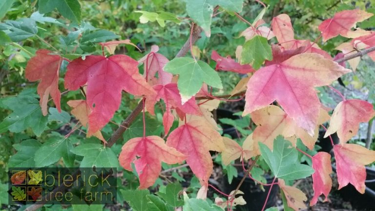 Acer beurgerianum - Trident Maple Tree - Blerick Tree Farm
