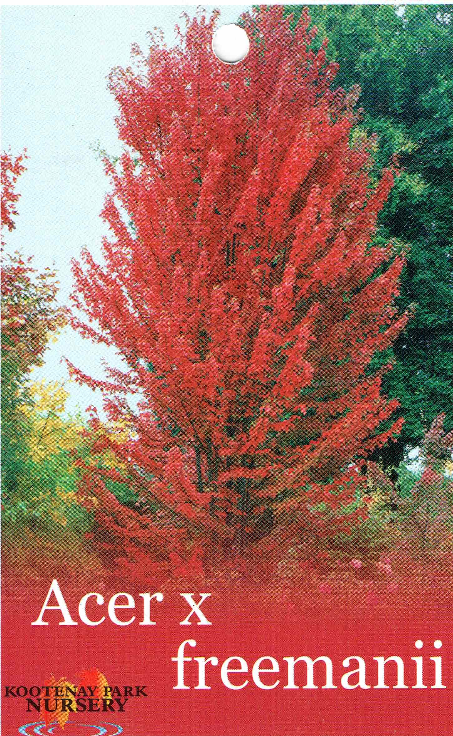 Autumn Blaze Lipstick Maples. Advanced sizes available at Blerick Tree Farm