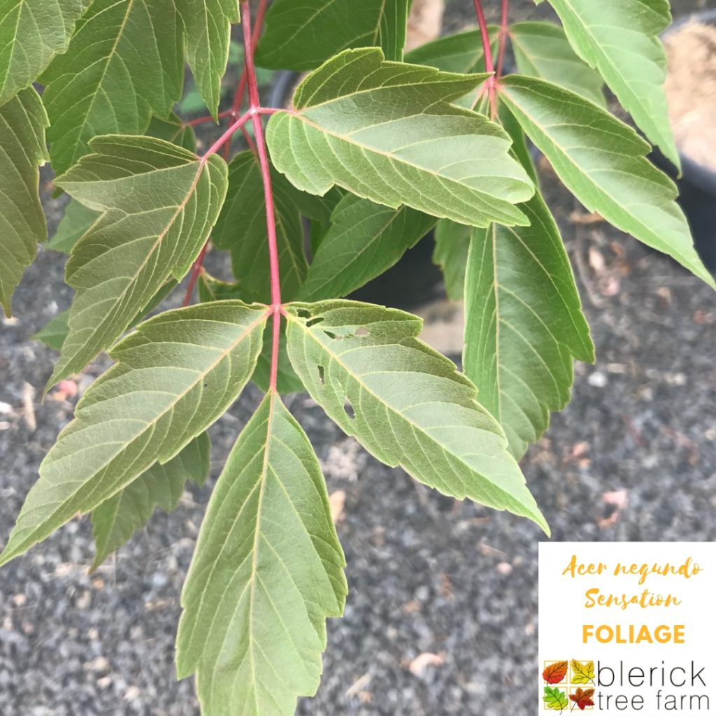 Acer negundo - Sensation Maple - Blerick Tree Farm