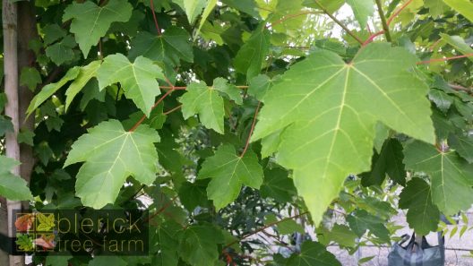 Lipstick Maple 'October Glory' at Blerick Tree Farm. Advanced Trees ...