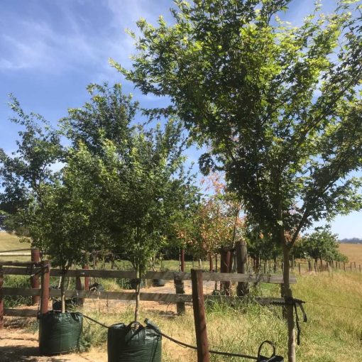 Narrow driveway trees Archives - Blerick Tree Farm
