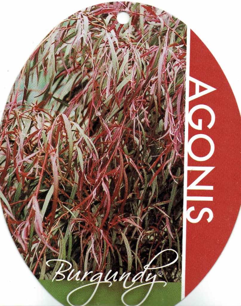 Agonis flexuosa 'Burgundy' - Blerick Tree Farm
